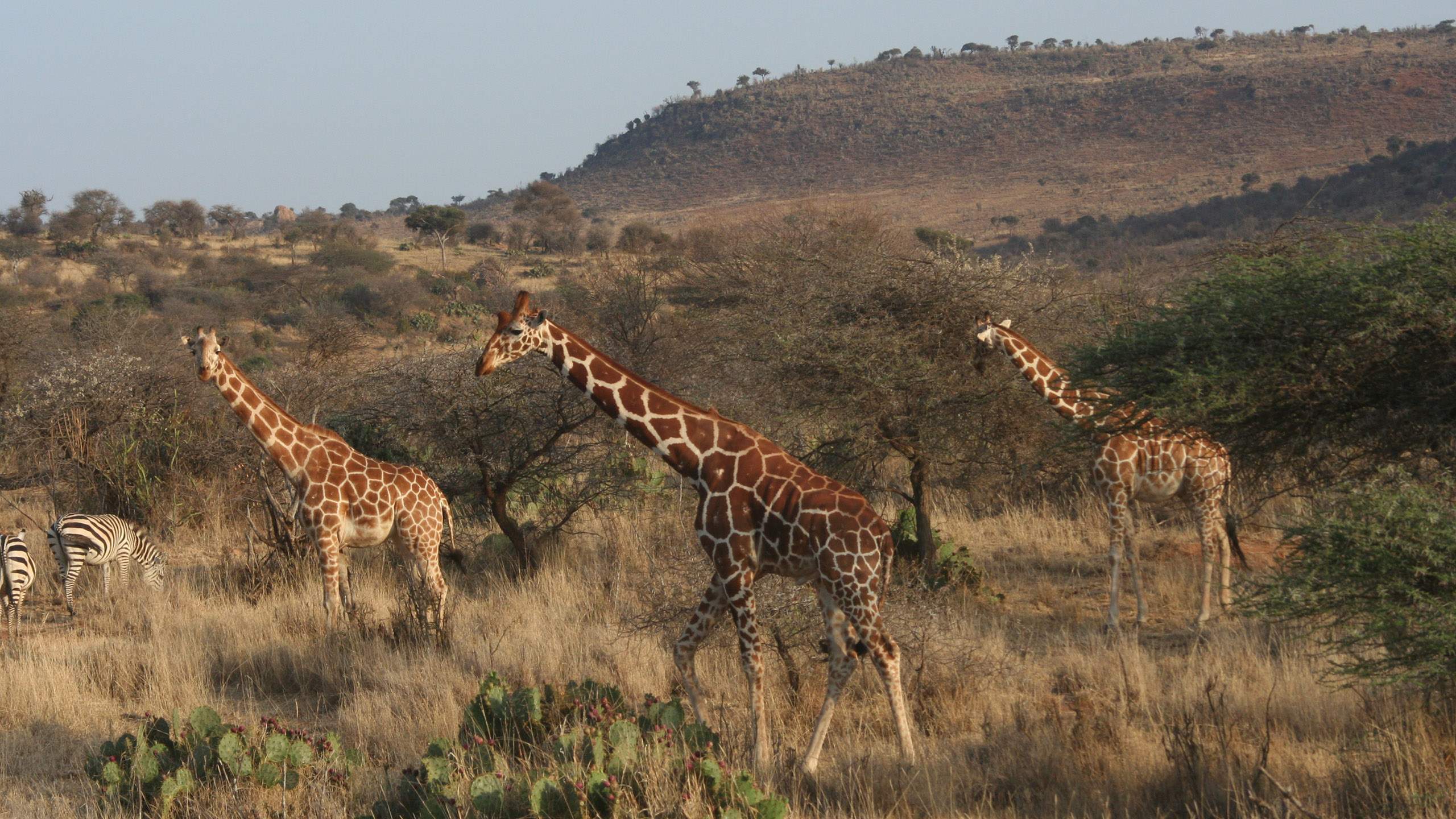 Kenya's Loisaba Conservancy: Under African skies