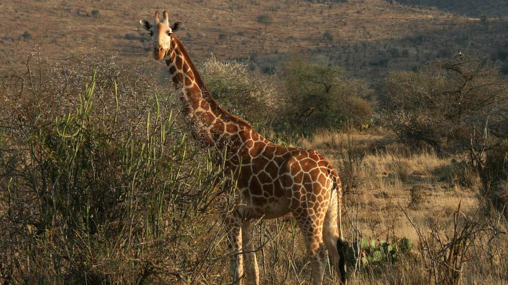 Kenya's Loisaba Conservancy: Under African skies