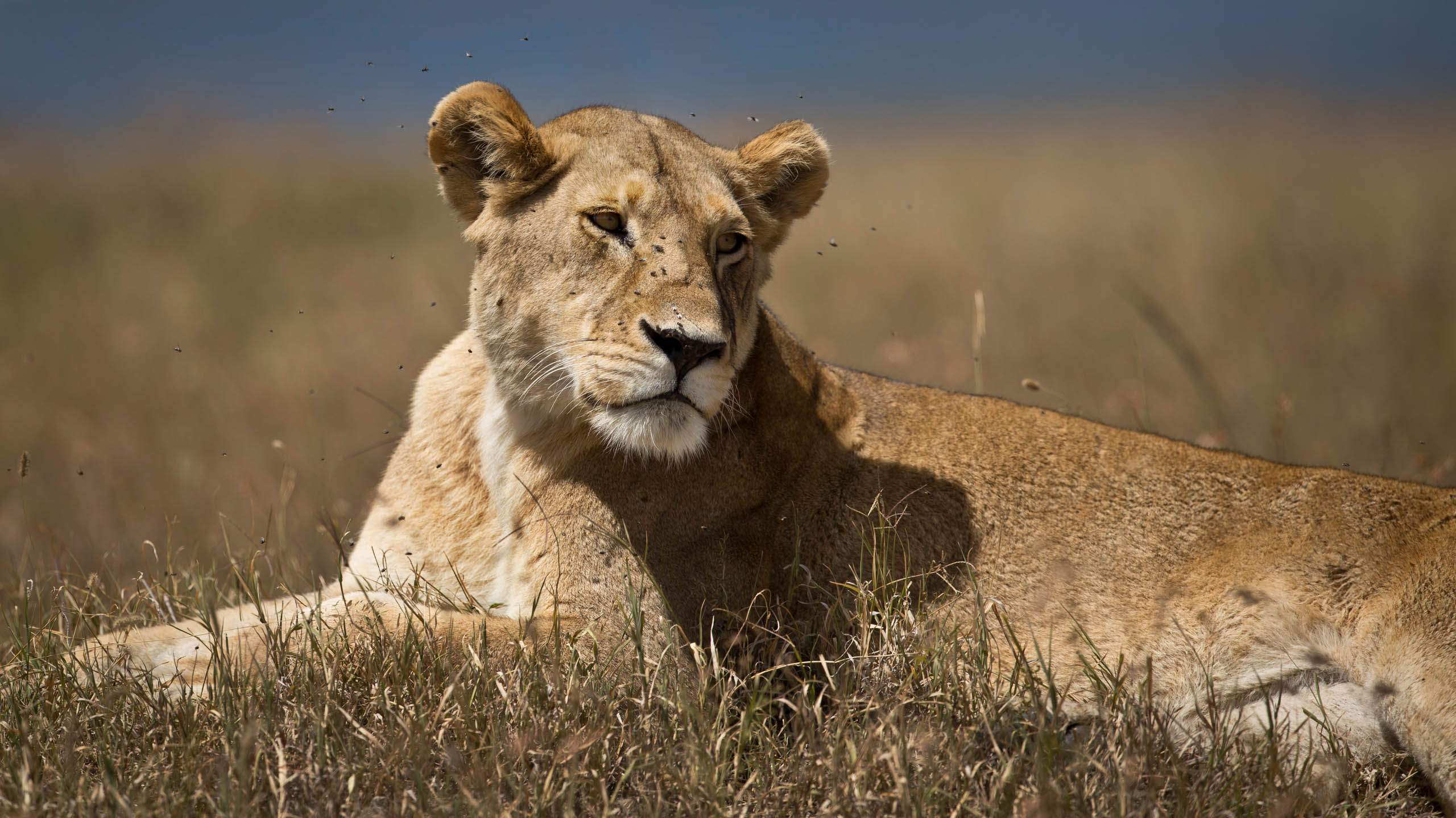 Kenya's Loisaba Conservancy: Under African skies