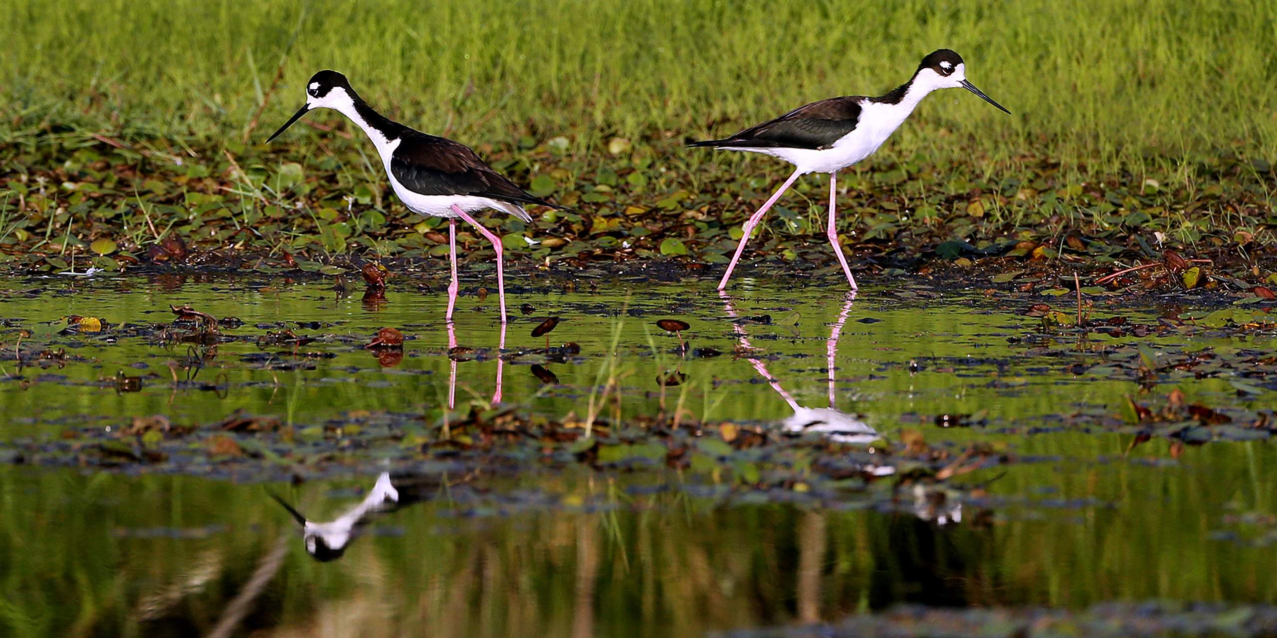 Exclusive Little St. Simons is a bird-watcher’s wonderland