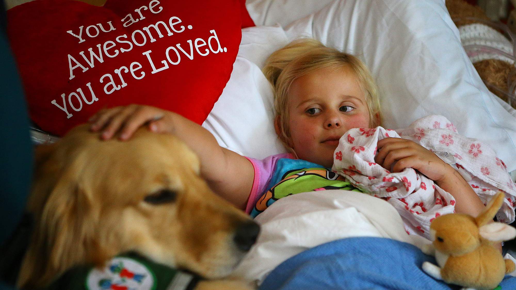 Uno the therapy dog