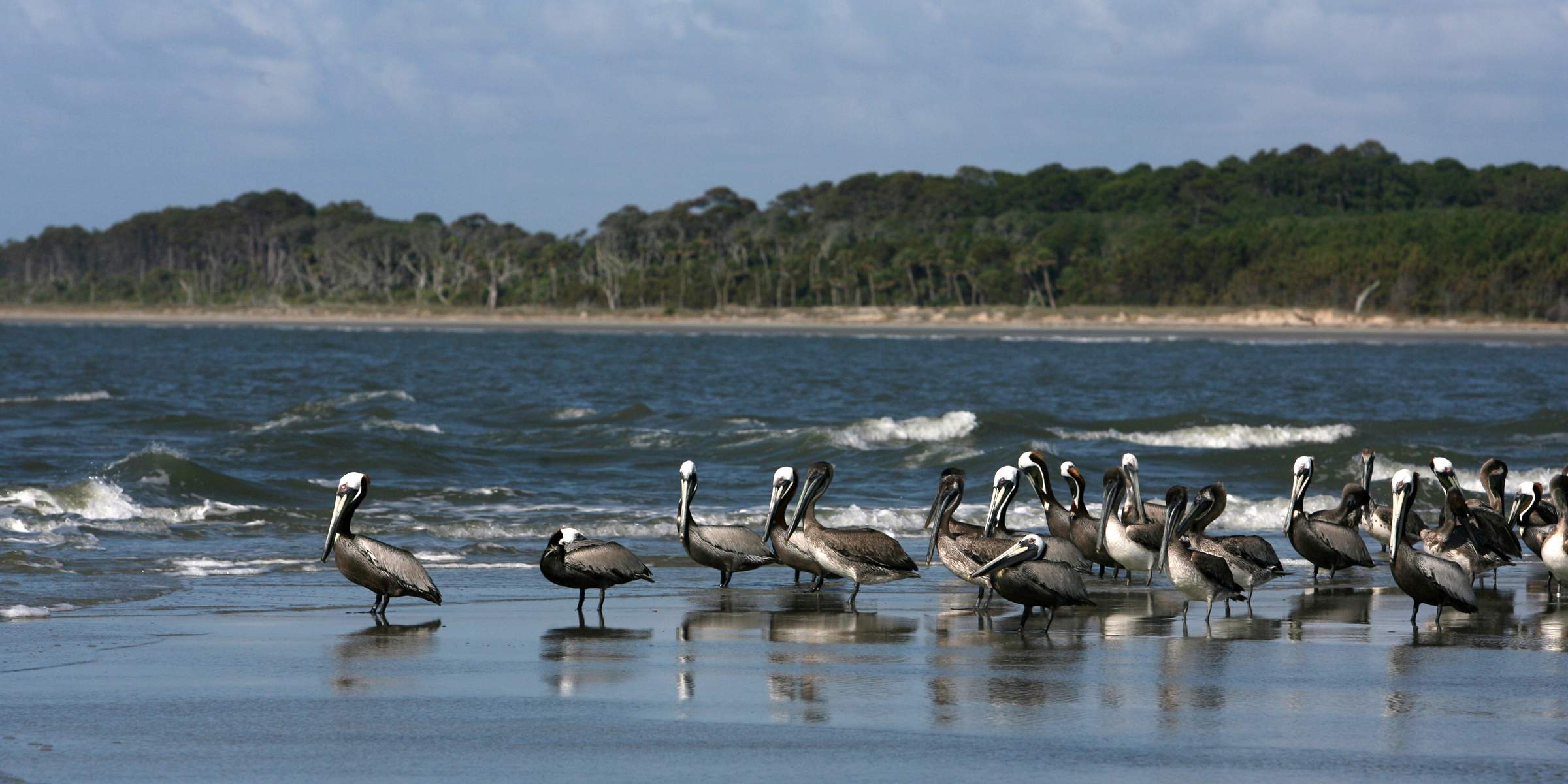 Deserted Wassaw Island boasts old-growth forest, solitary beauty