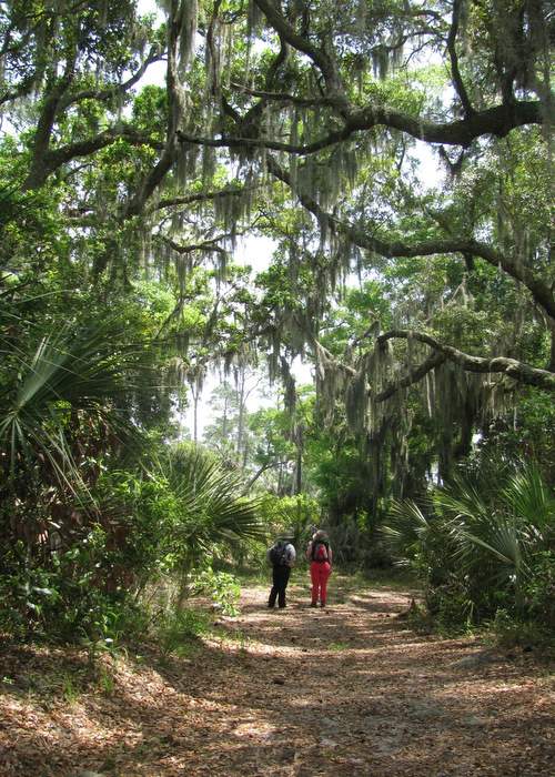 Deserted Wassaw Island boasts old-growth forest, solitary beauty